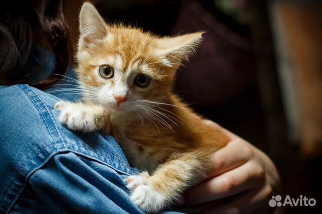Рыжий котенок в добрые руки