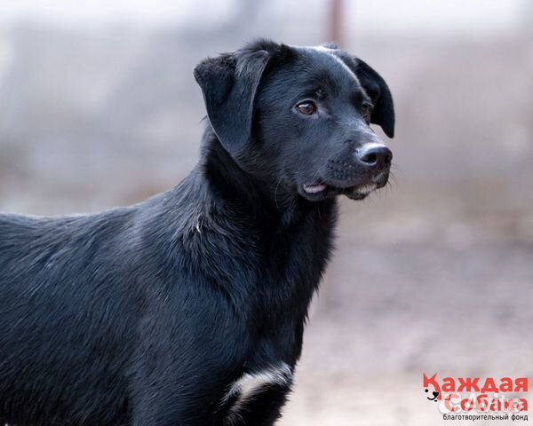 Щенки в дар