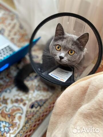 Британская кошечка