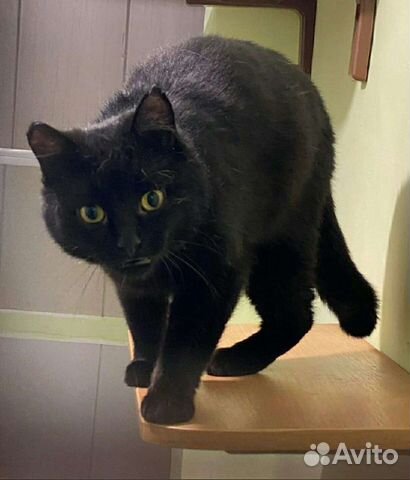 Котик Мавр ждет хозяина в приюте