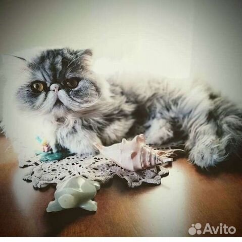 Персидский кот экзот