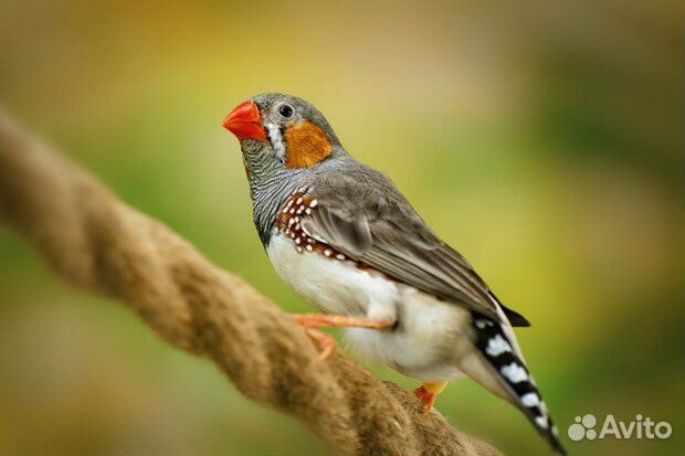 Австралийская зебровая амадина (самец)