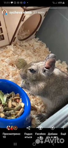 Дегу бельчата