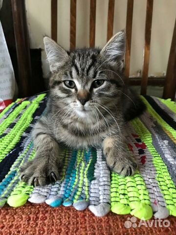 Котенок сибирячок