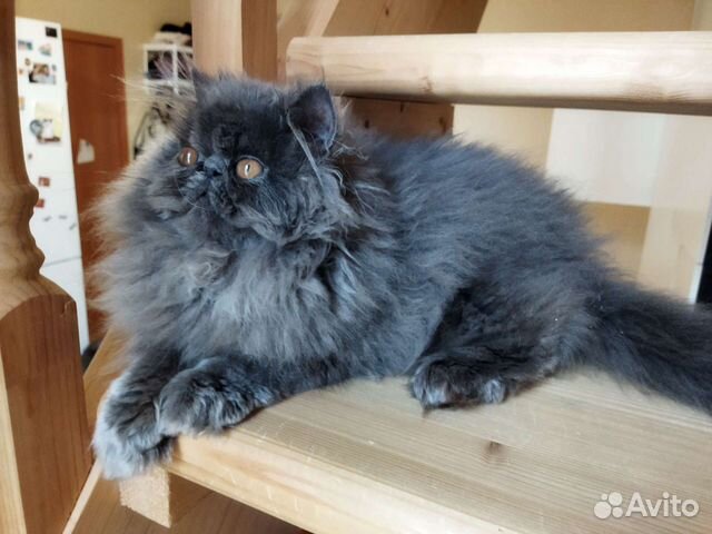 Персидская кошка