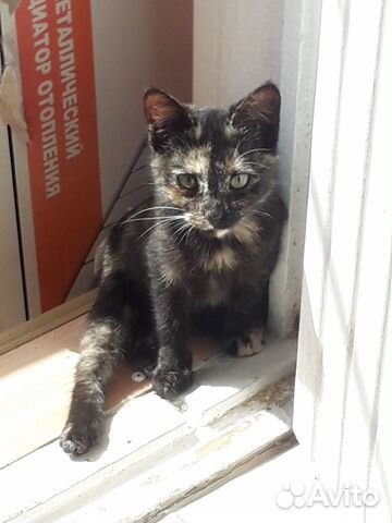 Трогательная трехцветная киска,3 мес