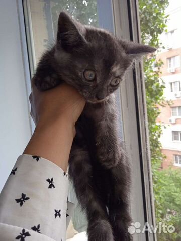 Котенок девочка. Отдадим в хорошие руки бесплатно