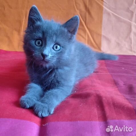 Успейте подарить котёнку дом