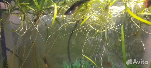 Аквариумные рыбки гуппи водоросли