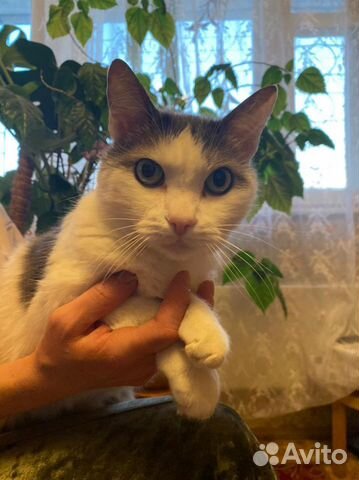 Отдадим кота и кошку в добрые руки