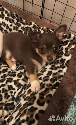Чихуахуа мини