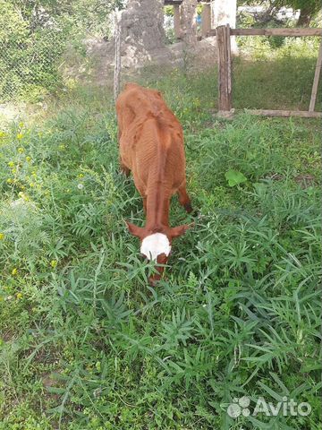 Овцы. телята