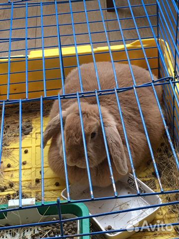 Крольчиха для спаривания