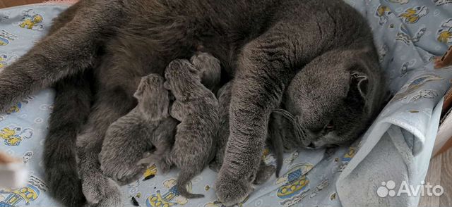 Британские котята