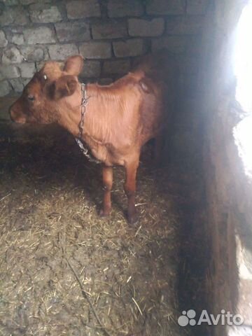 Телка продам