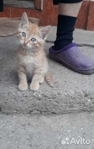 Котята