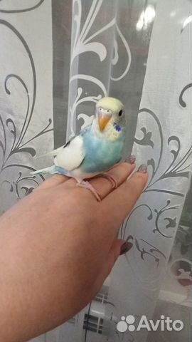 Птенцы волнистых попугаев