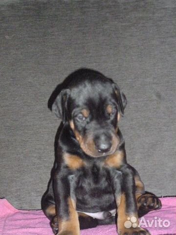 Щенок добермана