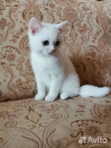 Шиншилловый котик с документами