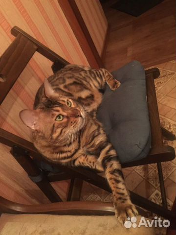 Отдам бесплатно бенгала