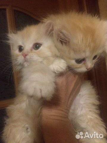 Персидские классические кошечки