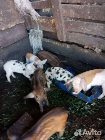 Поросята мангалица + ландрас