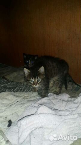 Котята в добрые руки бесплатно