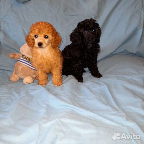 Той-пуделечки