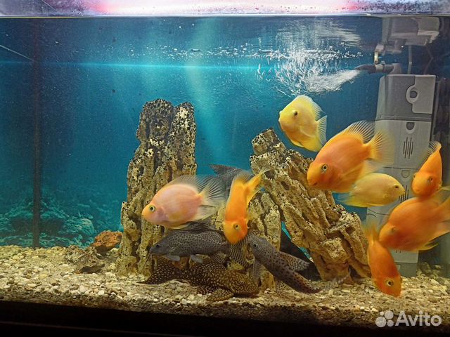 Аквариум