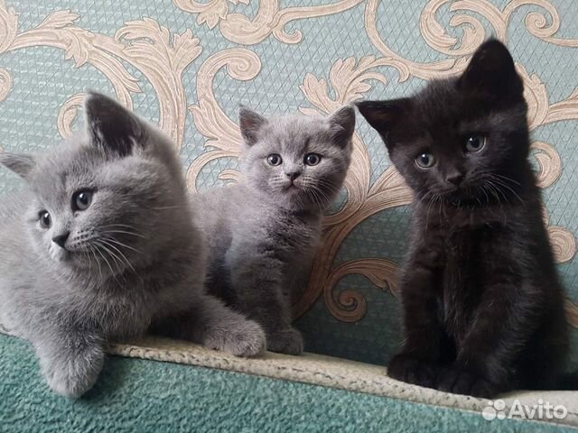 Британские котята