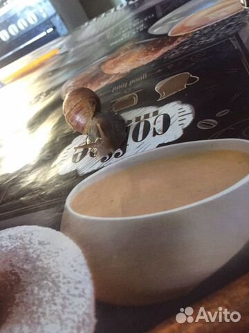 Улитки ахатины омск