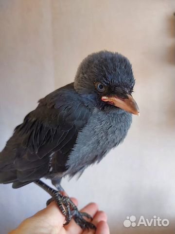 Галчонок в добрые руки