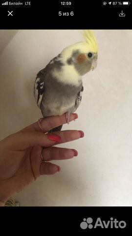 Попугай карелла