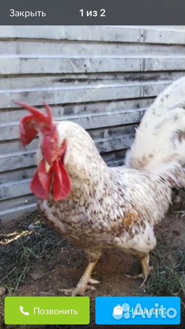 Отдам бесплатно петухов 1 год