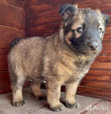 Щенки в добрые руки