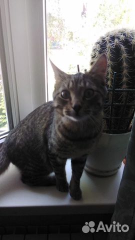 Котик бенгал