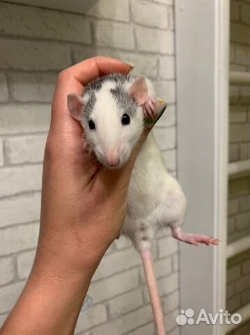 Крысёнок хаски, девочка, 3 мес