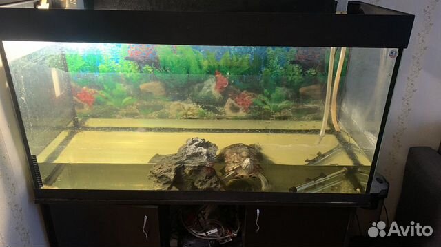 Отдам бесплатно черепах