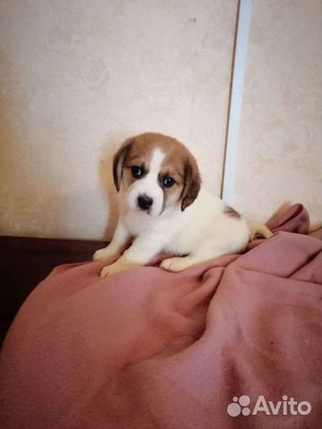 Бигль