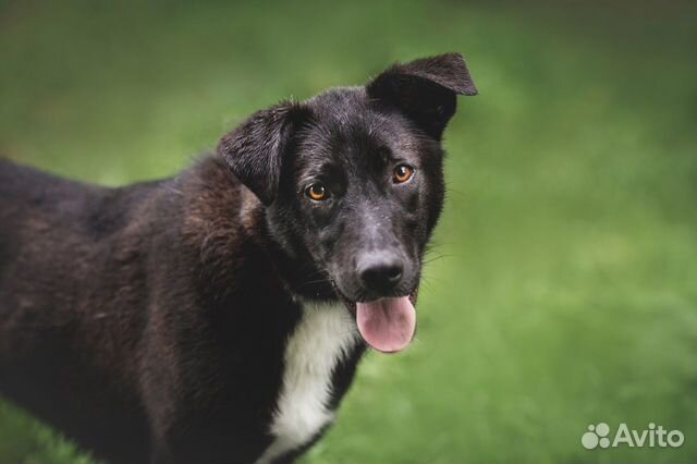 Собака из приюта Бася в добрые руки