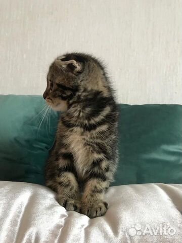 Котята котенок вислоухие