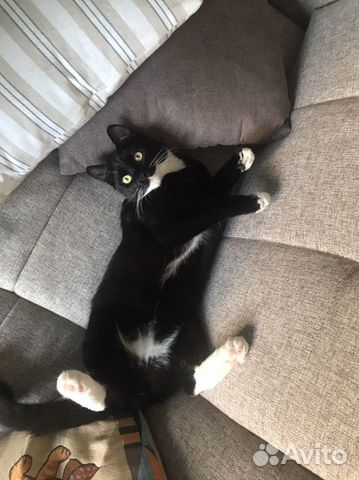 Котик Муркотик