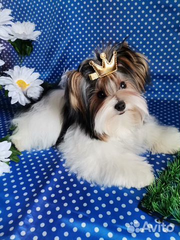 Очень красивая, мини девочка, породы Бивер