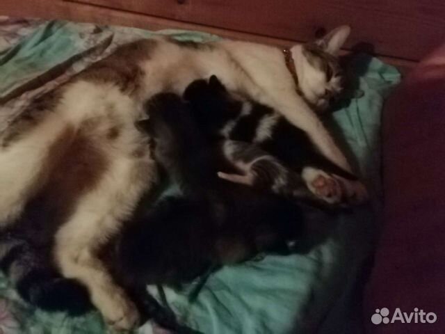 Отдам в хорошие руки котят, мама чистюля, умница