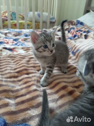 Шотландские котята в добрые руки