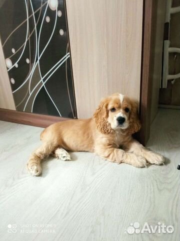 Кокер спаниель