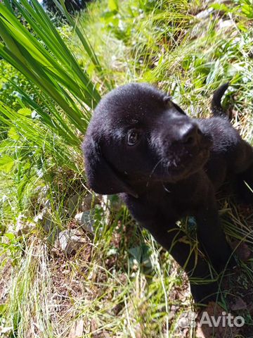 Щенки Лабрадора черные