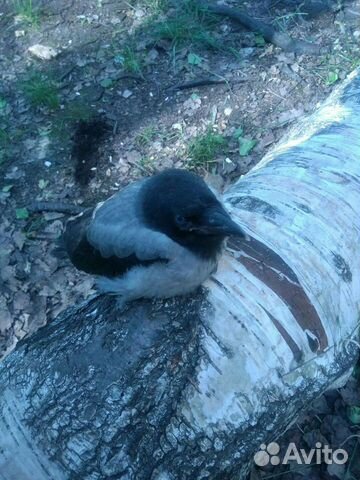 Воронёнок бесплатно