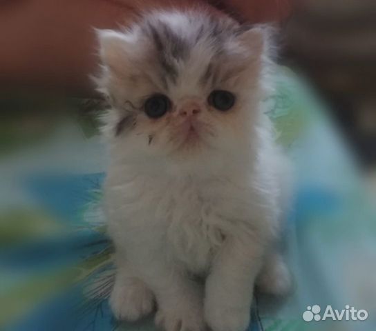 Экзотический котенок