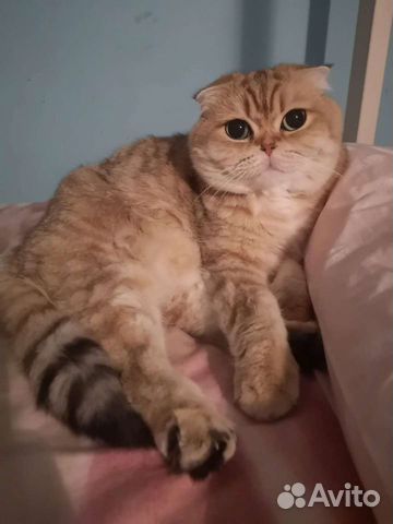 Отдам в добрые руки кошек